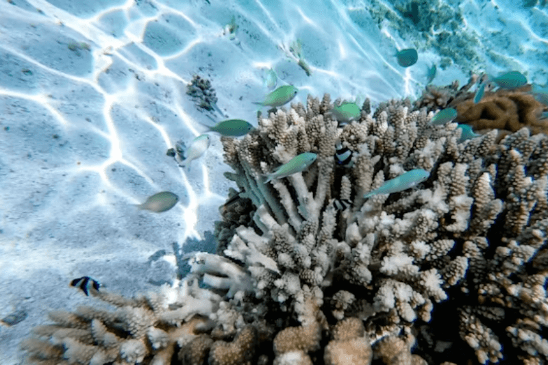 Global Coral Bleaching Crisis Hits Reefs 2026 Now!