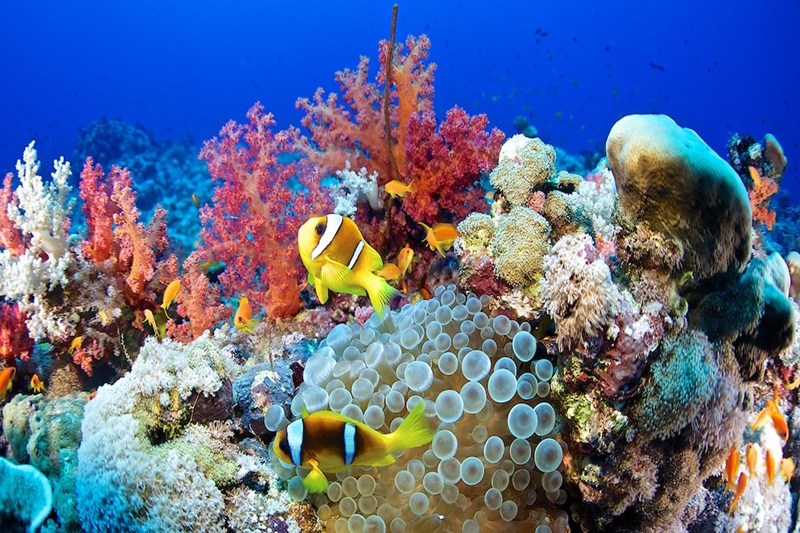 Inspiring Coral Reef Recovery Stories 2026 | Ocean Hope